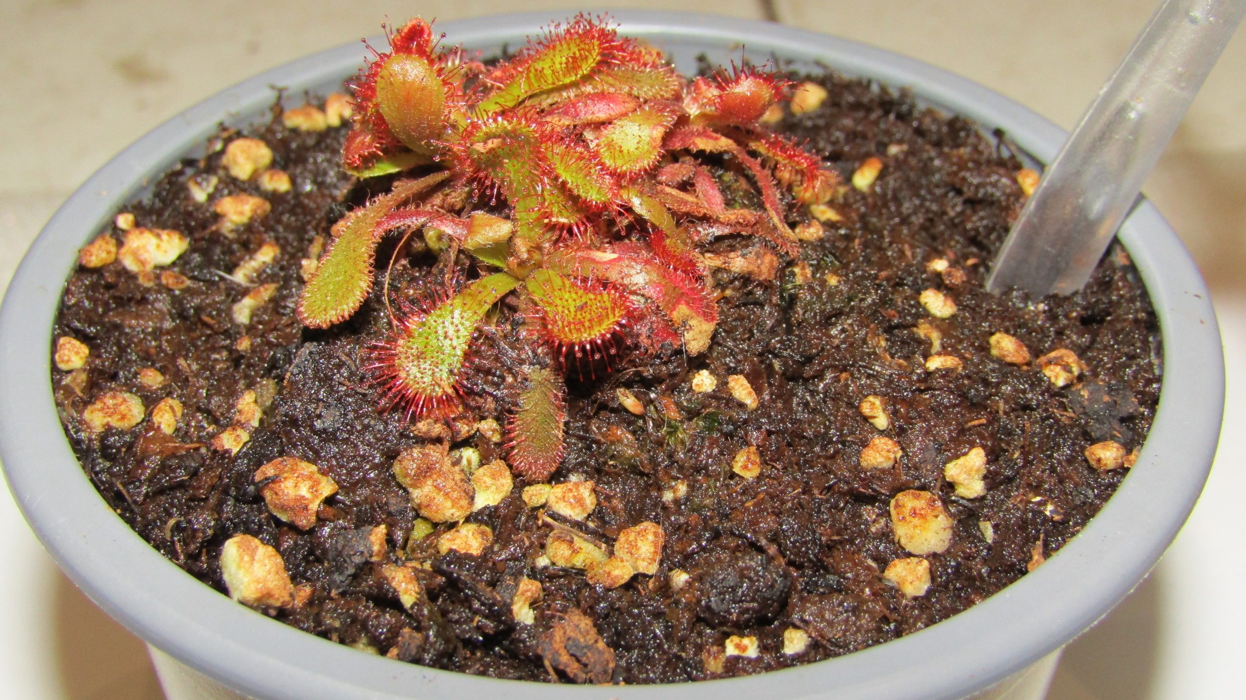 Drosera Venusta (Sundew) – Collector’s Edition - The Little Shop of ...